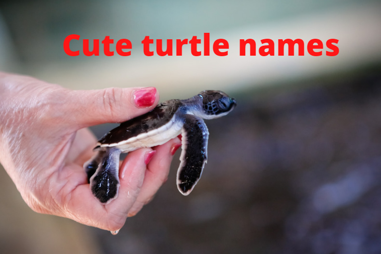 Cute Pet Turtle Names Guaranteed To Make You Smile Funny Good