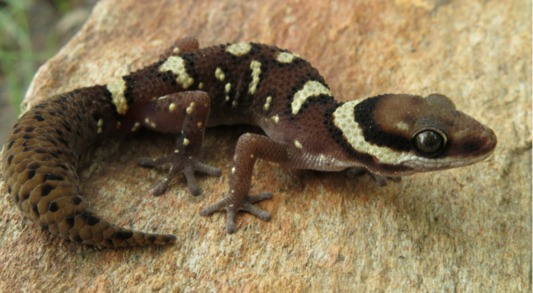 Thick-toed geckos - Pachydactylus - 57 species including Bibron's